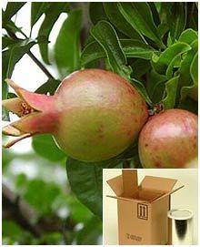 Punica Granatum Extract at Best Price in Delhi, Delhi | Mother Herbs ...