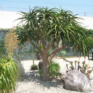 Aloe Barberae Tree at Best Price in Brisbane, Queensland | Greenstock ...