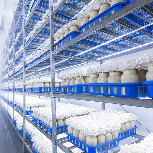 Vegetable Cold Storage, Vegetable Cold Storage At Affordable Prices, India