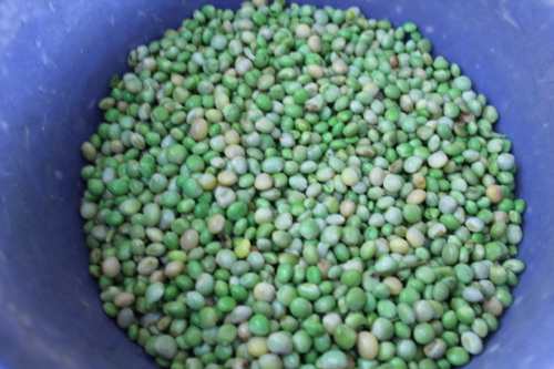 Pigeon peas in Tanzania, Pigeon peas Manufacturers & Suppliers in Tanzania
