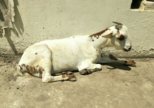 Barbari Goat - Barbari Goat Suppliers, Dealers & Wholesalers