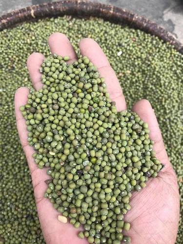 Mung beans in South Africa, Mung beans Manufacturers & Suppliers in ...