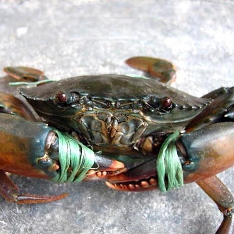 Mud Crab, Mud Crab Manufacturers & Suppliers, Dealers