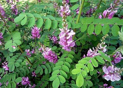 Indigo Dried Leaves Age Group: Suitable For All at Best Price in ...