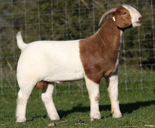 Boer goat in United States, Boer goat Manufacturers & Suppliers in ...