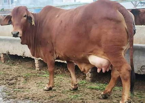 Sahiwal Cow - Suppliers, Traders & Wholesalers