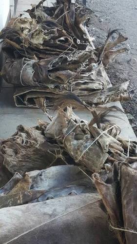 Leather Hides, Leather Hides Manufacturers & Suppliers, Dealers