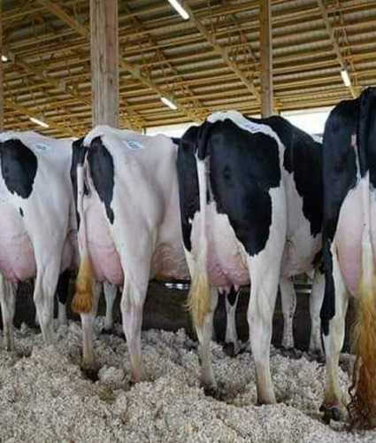 HF Cow Exporters, HF Cow Suppliers and Dealers