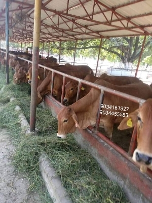 Pure Breed Sahiwal Cow at Best Price in Karnal | Harshit Gupta Dairy Farm