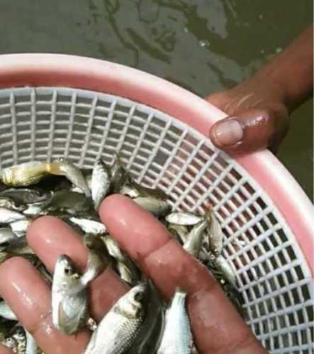 Black Imc Fish Seeds at Best Price in South 24 Parganas | Khan Traders