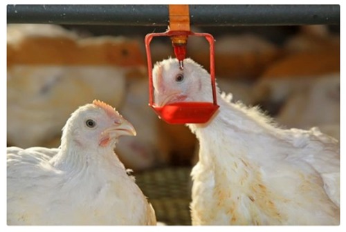 Red Poultry Broilers Floor Watering System at Best Price in Pune ...