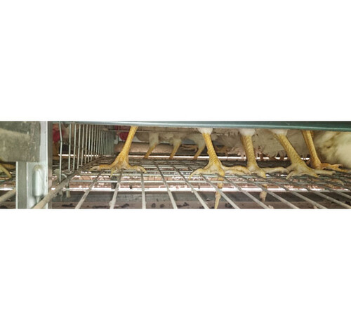 Steel Poultry Conventional Battery Cages at Best Price in Pune ...