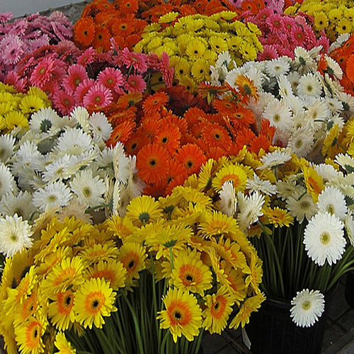 Jabra Flower Plant In Sri Lanka | Best Flower Site