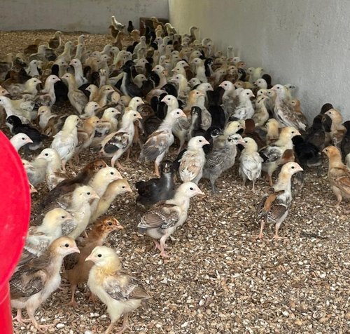 Desi Murgi Aseel Month Old Chicks at Best Price in Vadipatti | Siva ...