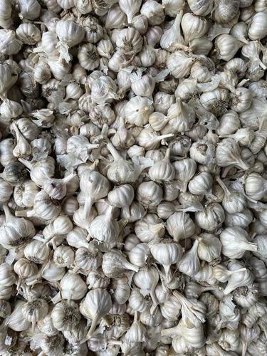 Fresh And Pure A Grade Garlic at Best Price in Moga | Sandhu Garlic