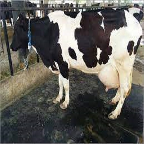 White And Black Female Holstein Friesian Cow at Best Price in Anantnag ...