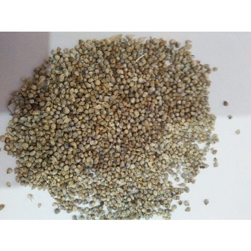 Brown High In Fiber, Iron And Essential Nutrients Kambu Pearl Millet ...