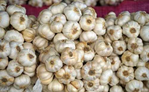 Round Organic Fresh Dried Garlic Without Pesticides Or Chemicals And ...