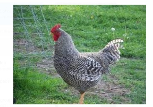 100% Healthy White And Black Sasso Breed Female Live Poultry Farm ...
