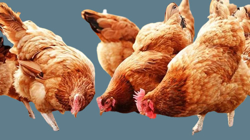 Giriraj Healthy And Rich In Protein Fresh Giriraja Country Chicken at ...