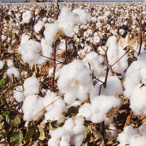 Sweet Pure White Cotton at Best Price in Nagpur | New Company-Mahajan