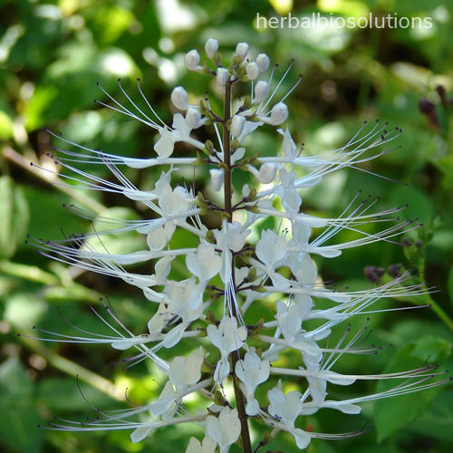 Indian Origin Natural And Pure High Growth Aromatic Green Herbal Java ...