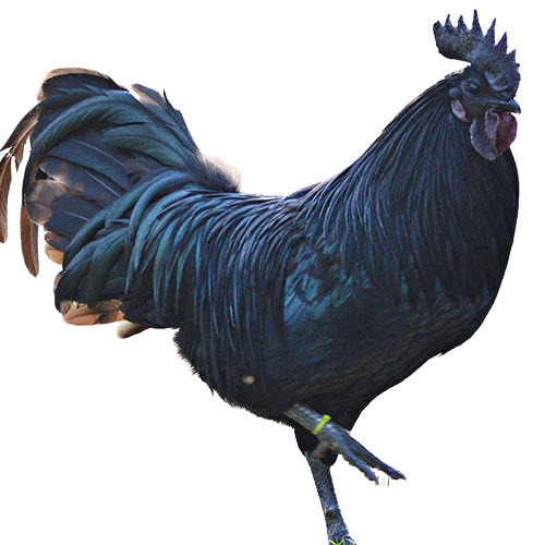 Premium Grade Best Pure And Healthy Black Natural Kadaknath Chicken at ...