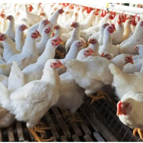 White High-Quality, Delicious Vebncobb Chicken Live Ready Poultry ...