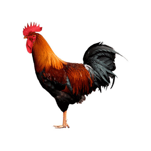 Colourfull Tastier And More Nutritious Organic Desi Chicken With Skin ...