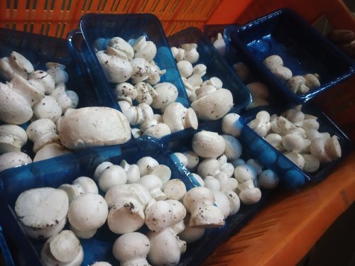 Pan India Button Mushroom, Packaging Type: Packet at Best Price in ...