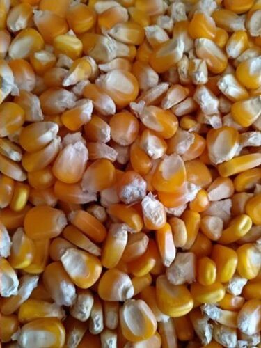 99% Pured Commonly Cultivated Dried Yellow Corn, Pack Of 1 Kg Admixture ...