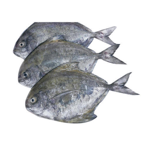 Black Pomfret Fish