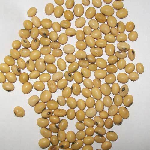 Potato Seed at Best Price in Baleshwar, Odisha | Samal Seeds