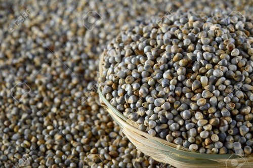 Raw Grain Brown Sunrise Organic Bajra Seeds High In Protein at Best ...