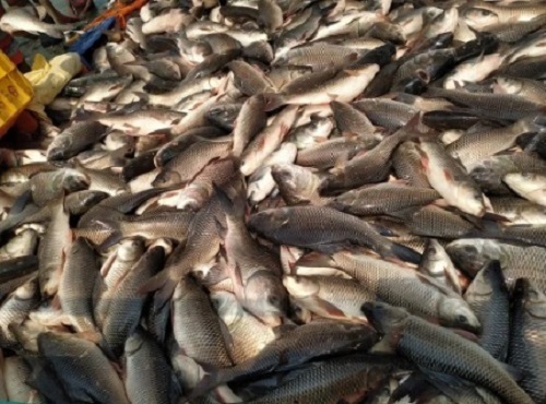 Rich In Protein Dried Fish Packaging: Glass Bottle at Best Price in ...