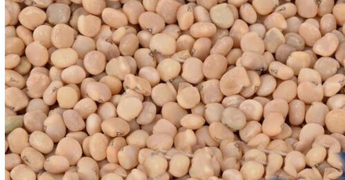 Guar Gum Seeds at Best Price in Anupgarh, Rajasthan | Mundawala Industries