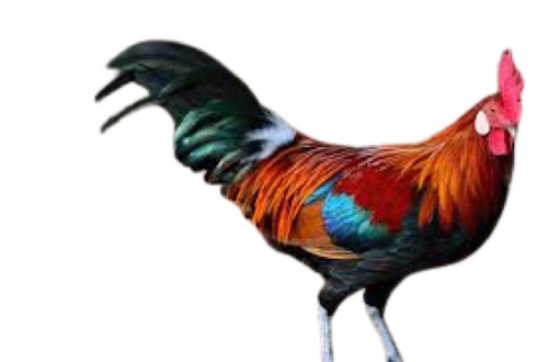 3 Kg Multicolor Female Desi Live Chicken For Poultry Farming And ...