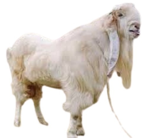 White Live Jamunapari Goat Gender: Both at Best Price in Palladam ...