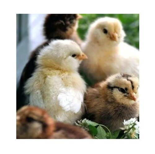 Brown Vanraja Poultry Farm Chicks at Best Price in Motihari | Naimuddin ...