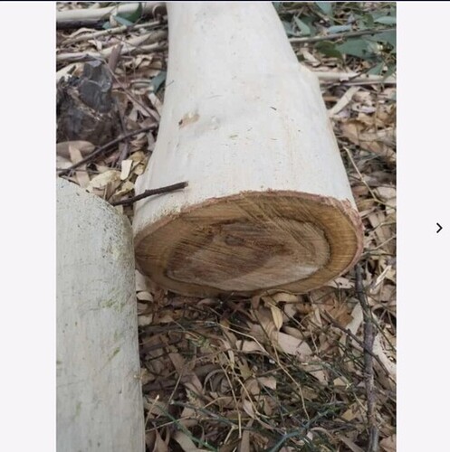 High Durable A Grade Round Eucalyptus Tree Nilgiri Timber Wood at Best ...