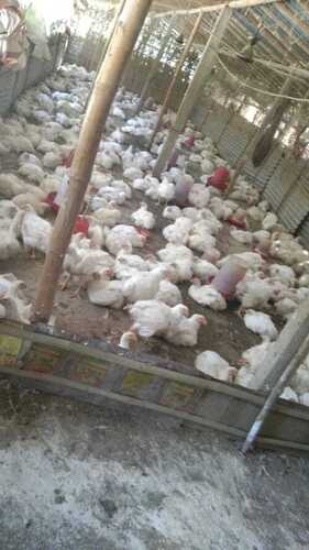White Fresh Hen Poultry Farming Chicken in Bhara Prakand, Purnia - New ...
