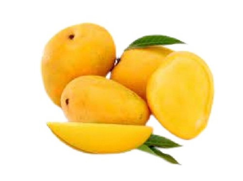 Yellow Healthy Indian Origin Sweet Taste Oval Shape Fresh Mango at Best ... Yellow Healthy Indian Origin Sweet Taste Oval Shape Fresh Mango at Best ...