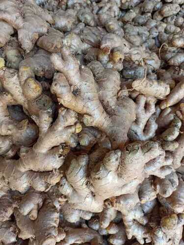 Light Brown Sun Dried Ginger For Cooking And Medicine Use Solid Surface ...
