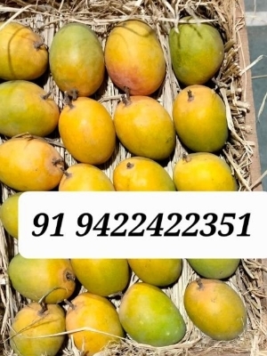 Steel Chemical Free Fresh Alphonso Mango at Best Price in Ratnagiri ...
