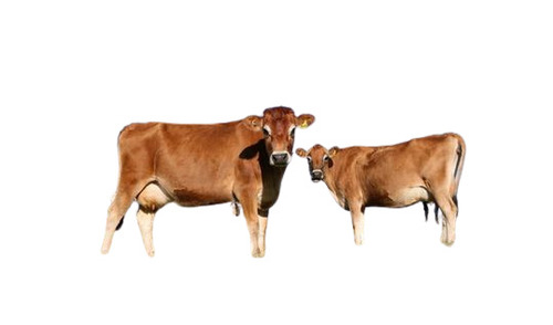 Jersey Cow at Best Price in Pune, Maharashtra | Shrikant Enterprises