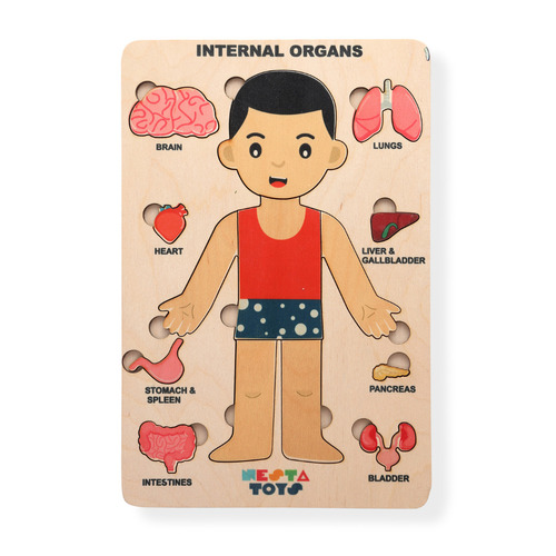 Human Body Internal Organs Wooden Puzzle (14 Pcs Set) at Best Price in ...