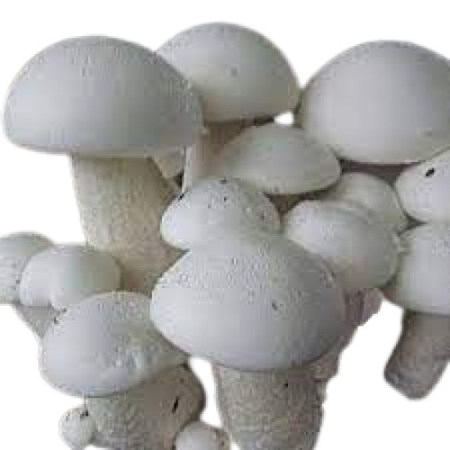 Common A Grade White Root Milky Mushroom at Best Price in Omalur ...