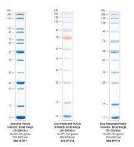 Protein Markers at Best Price in Delhi, Delhi | Rapid Diagnostic ...
