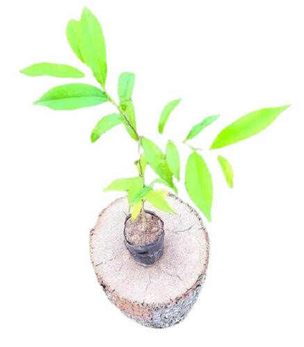 Agar Wood Tree Plantation at Best Price in Nagaon | M/S North East ...