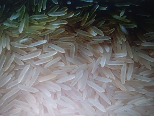 Ir 36 Rice at Best Price in Kolkata, West Bengal | Kalpataru Enterprise